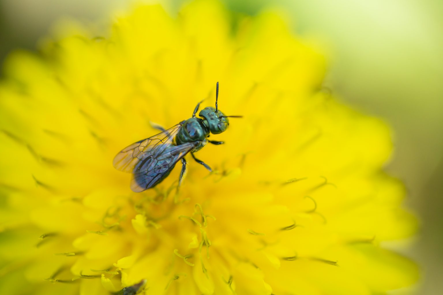 National Pollinator Week Celebrates Native Bees – Positively Pennsylvania